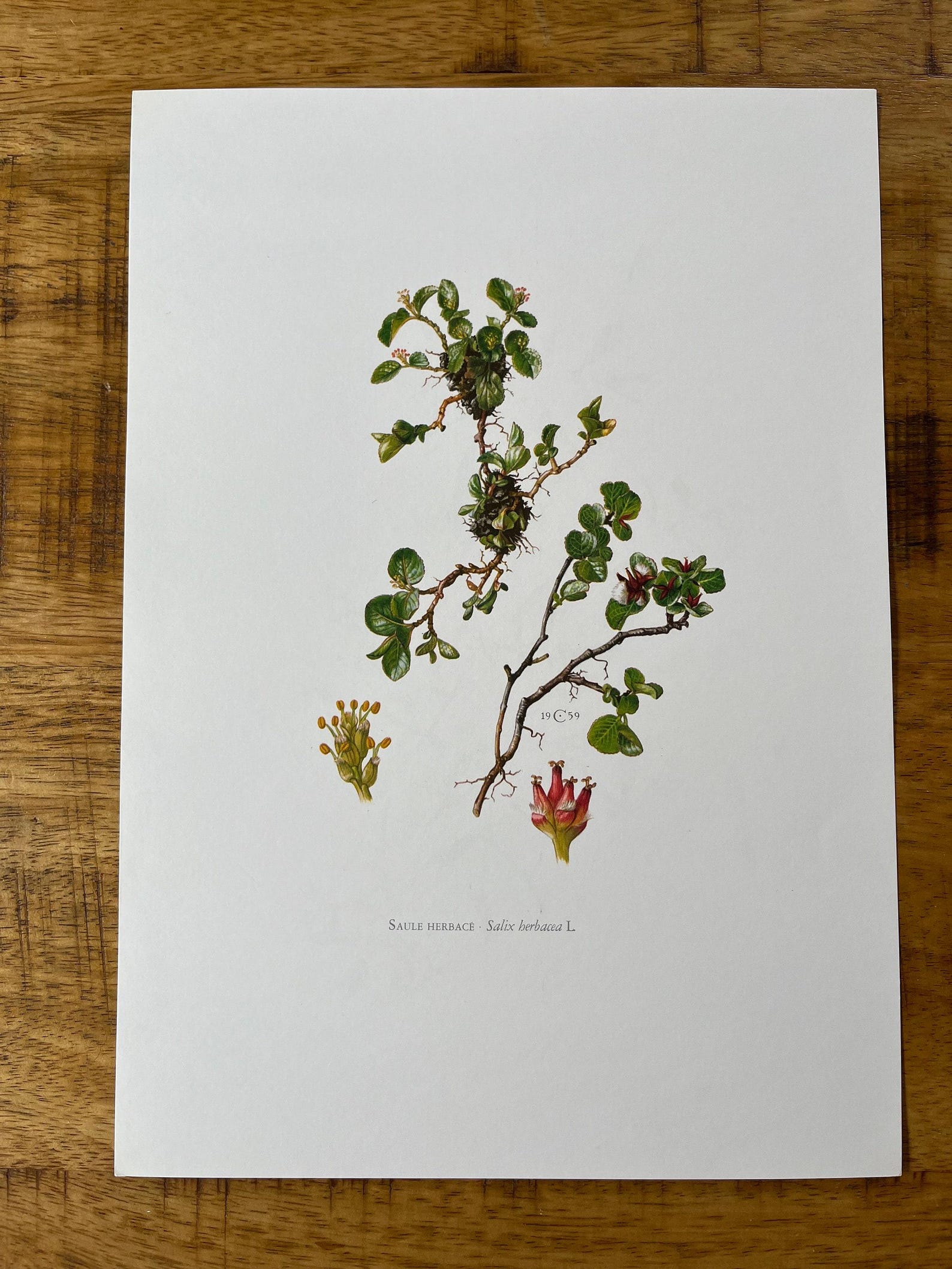 Vintage Dwarf Willow Botanical Print, 1960s French Illustration - Etsy