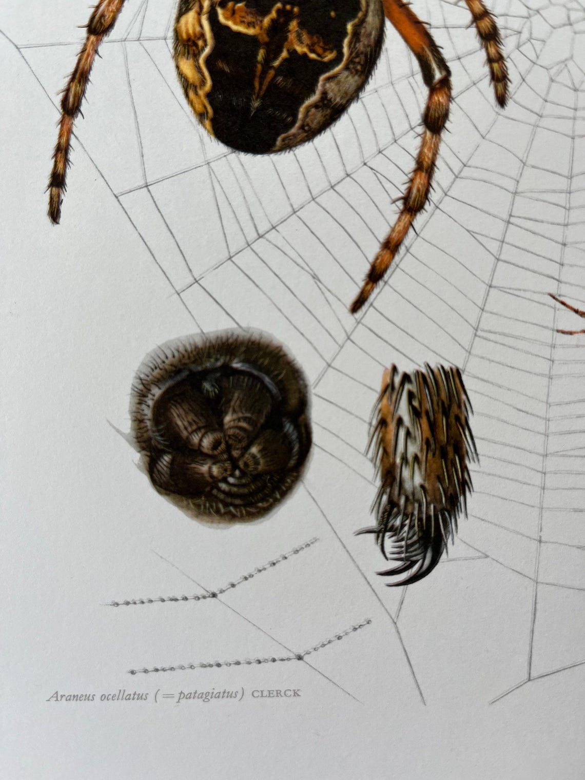 Araneus Ocellatus Spider Print, Vintage Zoology Lithograph - Etsy