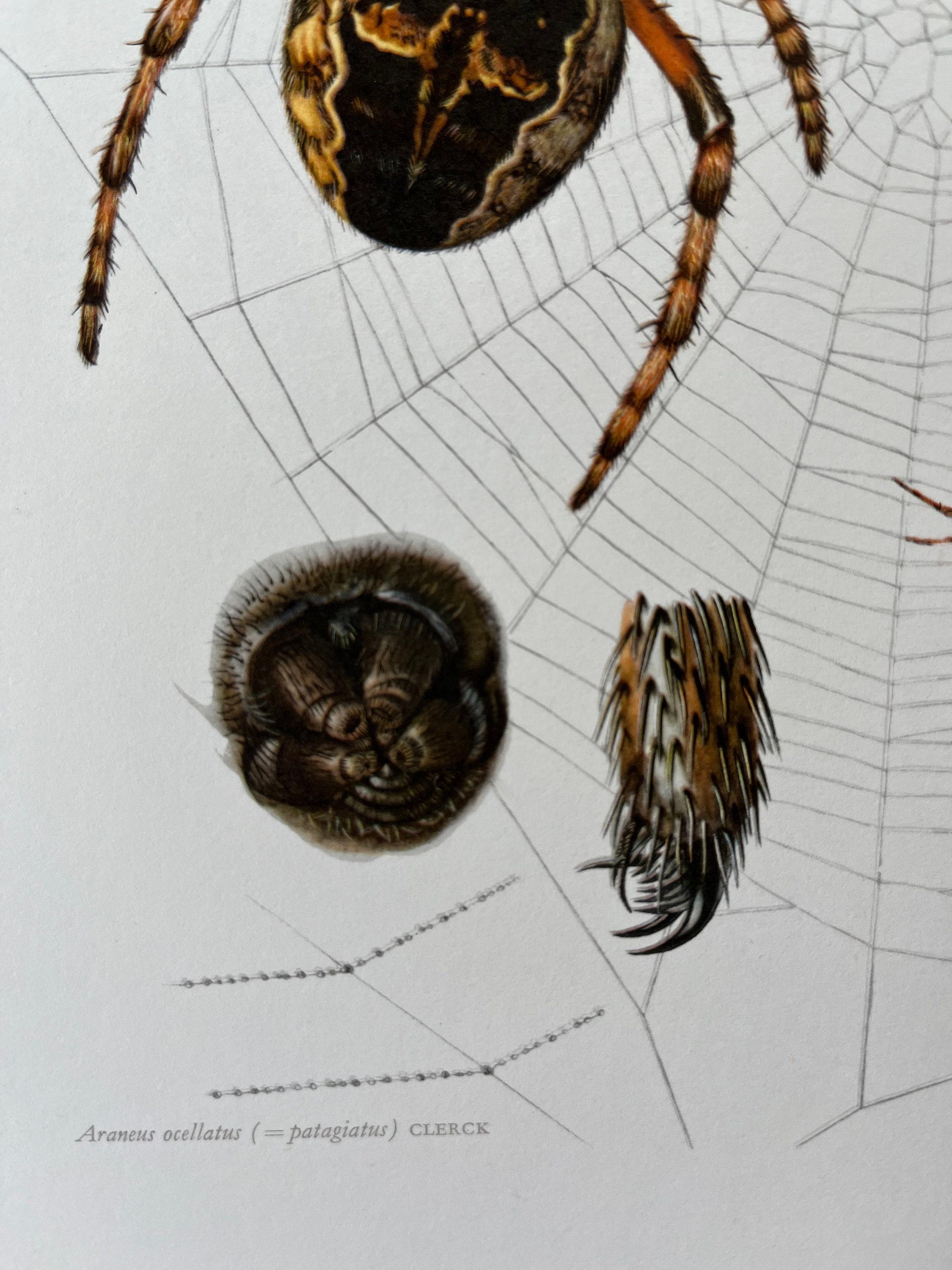 Araneus Ocellatus Spider Print, Vintage Zoology Lithograph - Etsy