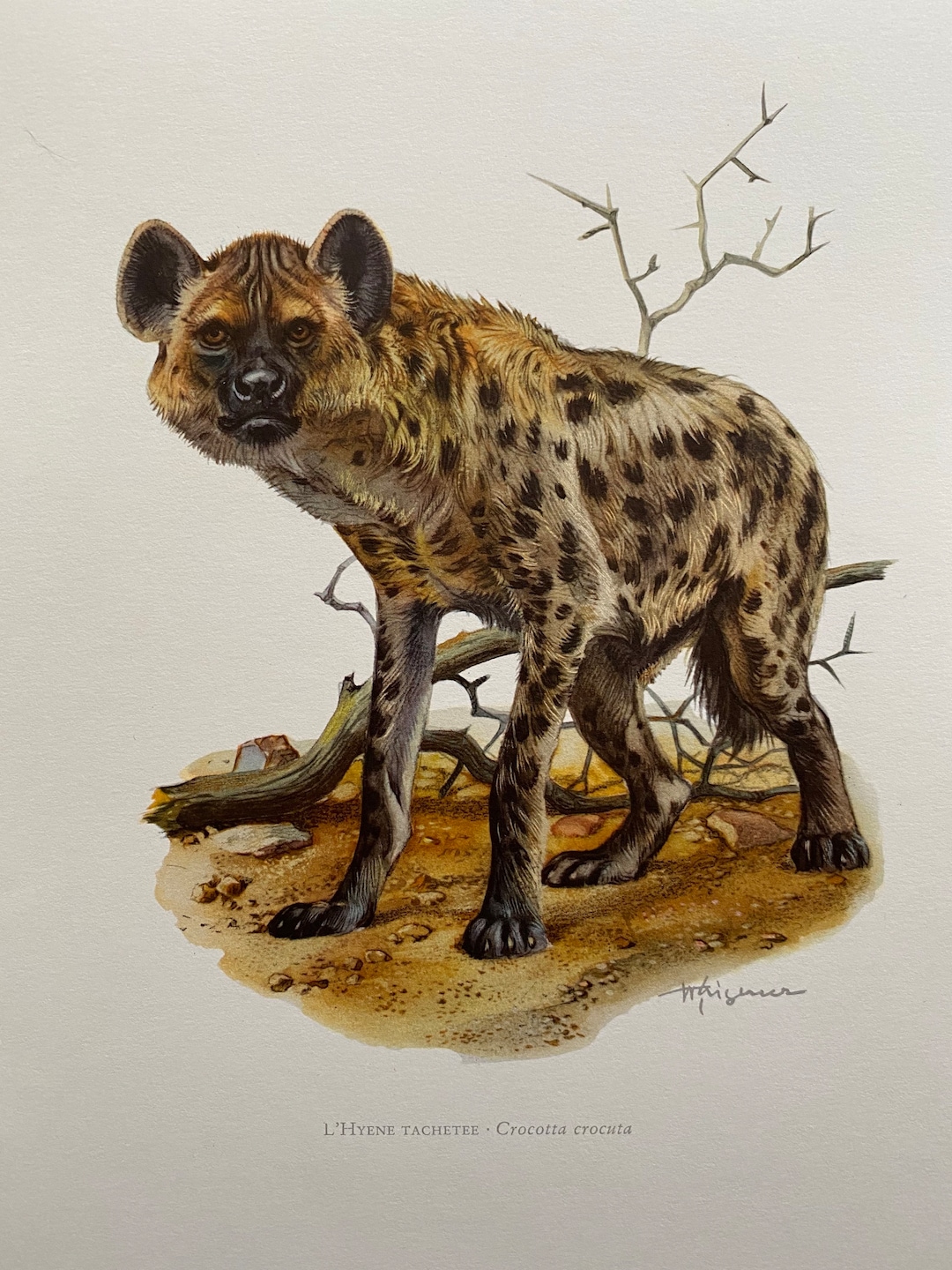 SPOTTED HYENA Animal Print. Antique and Vintage Zoology and Biology ...