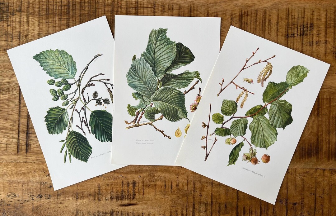 3 X 1960s Vintage TREES Botanical Print Set Including Grey Alder, Scots ...