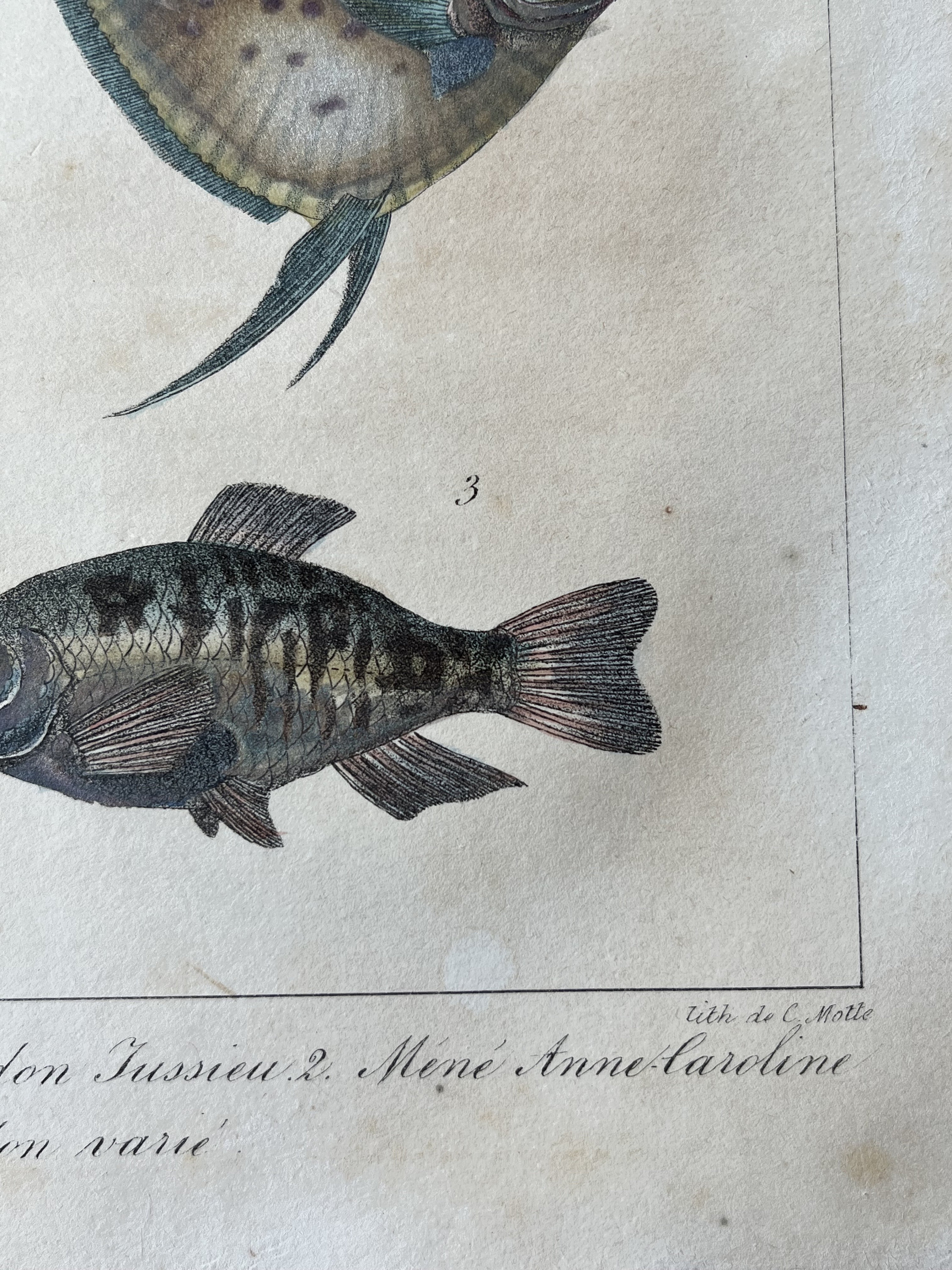 1830s Hand-colored Fish Print, Antique Marine Engraving - Etsy