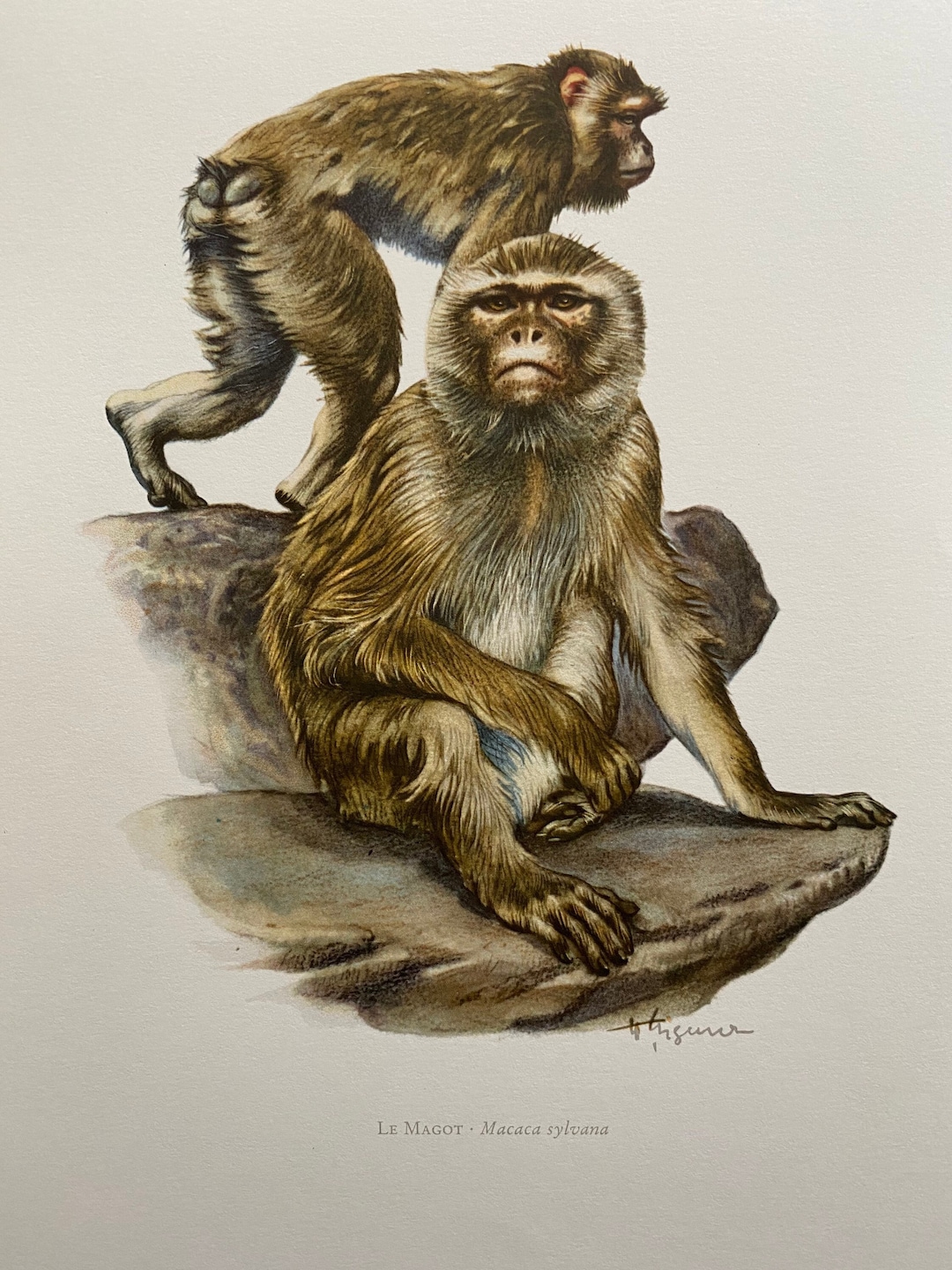 BARBARY MACAQUE Animal Print. Antique and Vintage Zoology and Biology ...