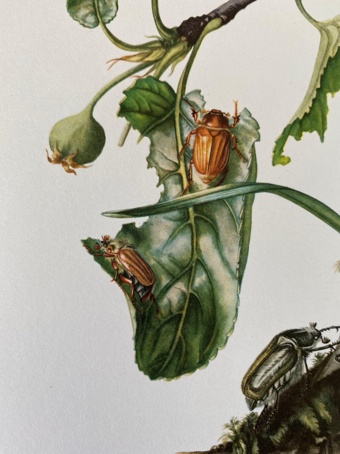 Entomology Print: 1960s Scarab Beetles Illustration, Natural History ...