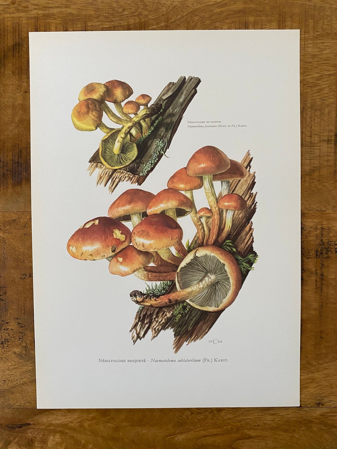 Sulphur Tuft Mushroom Print, Vintage Natural Science Art (1963) - Etsy