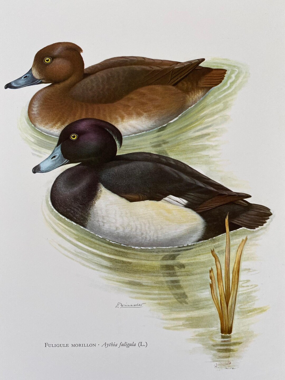 Vintage Duck Print, 1960s Ornithology Wall Art - Etsy