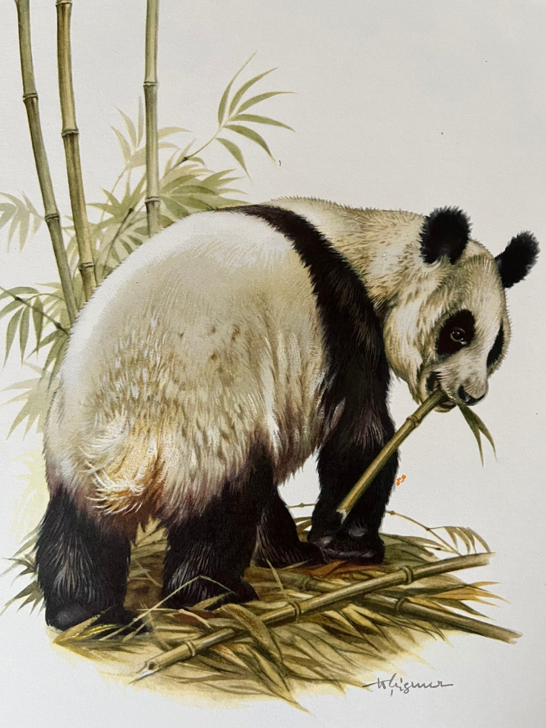 1960 Vintage GIANT PANDA Animal Print. Antique Zoology and - Etsy