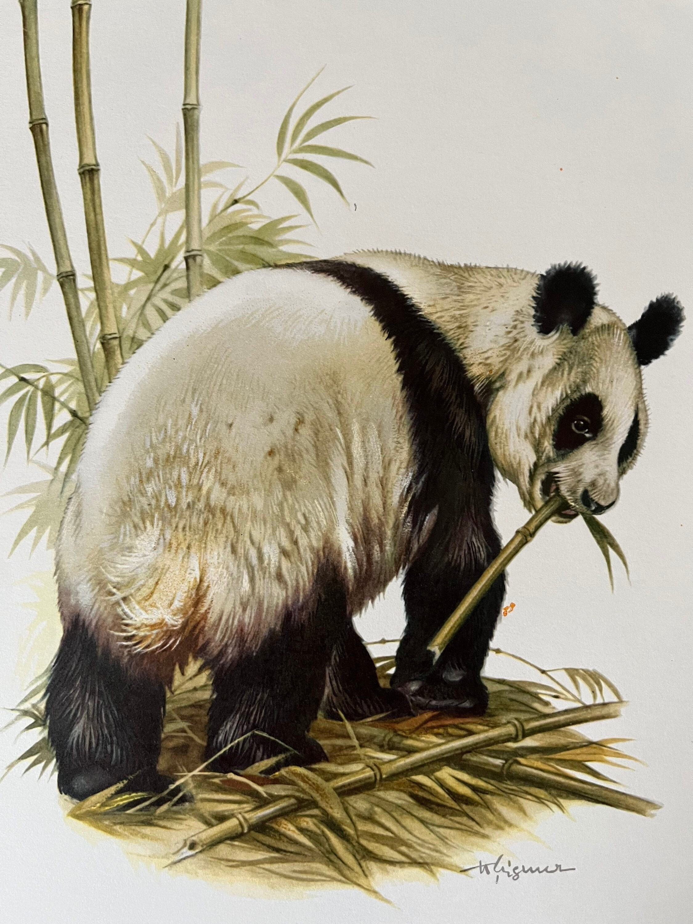 1960 Vintage GIANT PANDA Animal Print. Antique Zoology and - Etsy