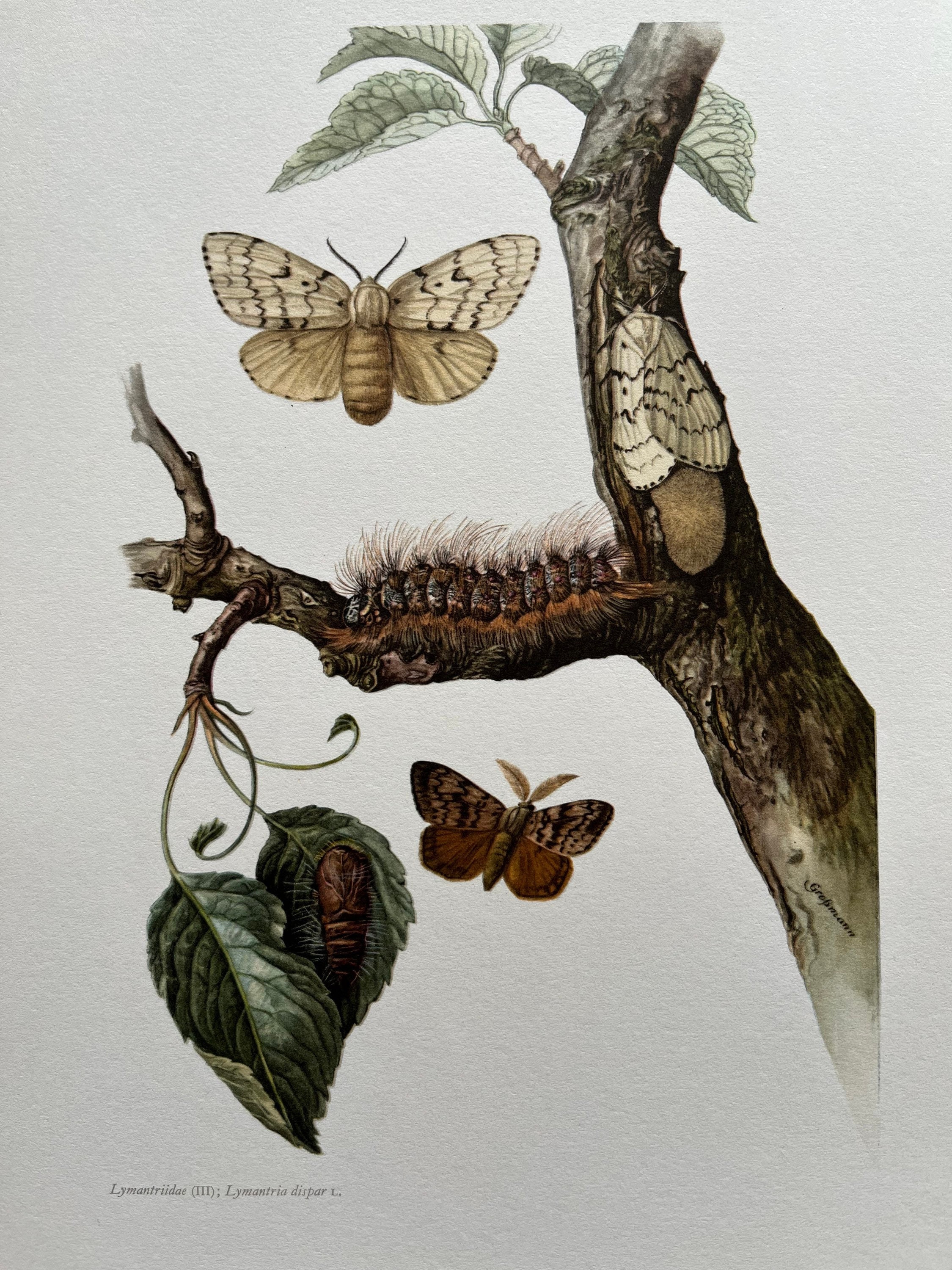 Gypsy Butterfly Sketches