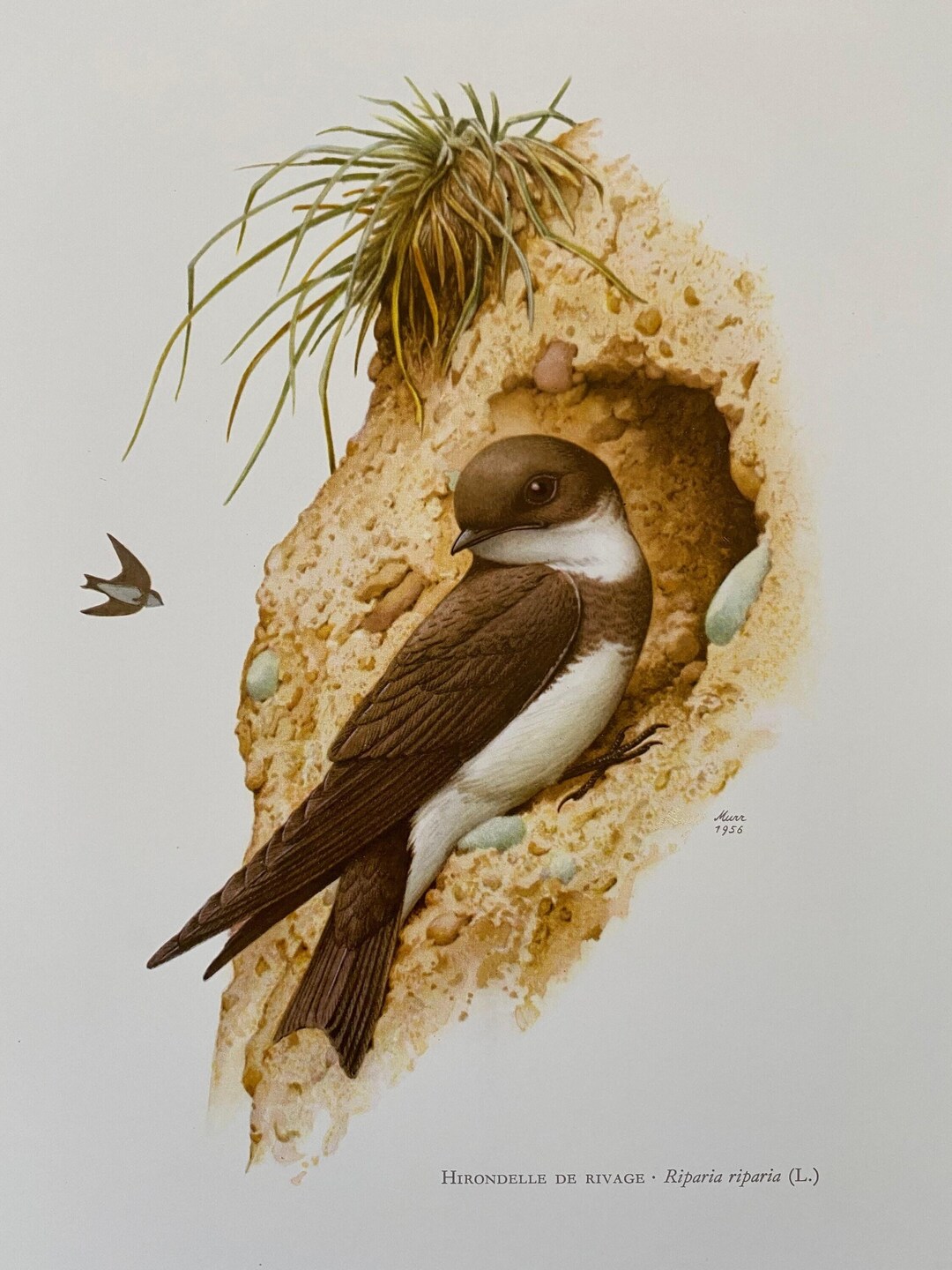Vintage Swallow Bird Print, 1960s Ornithology Wall Art - Etsy