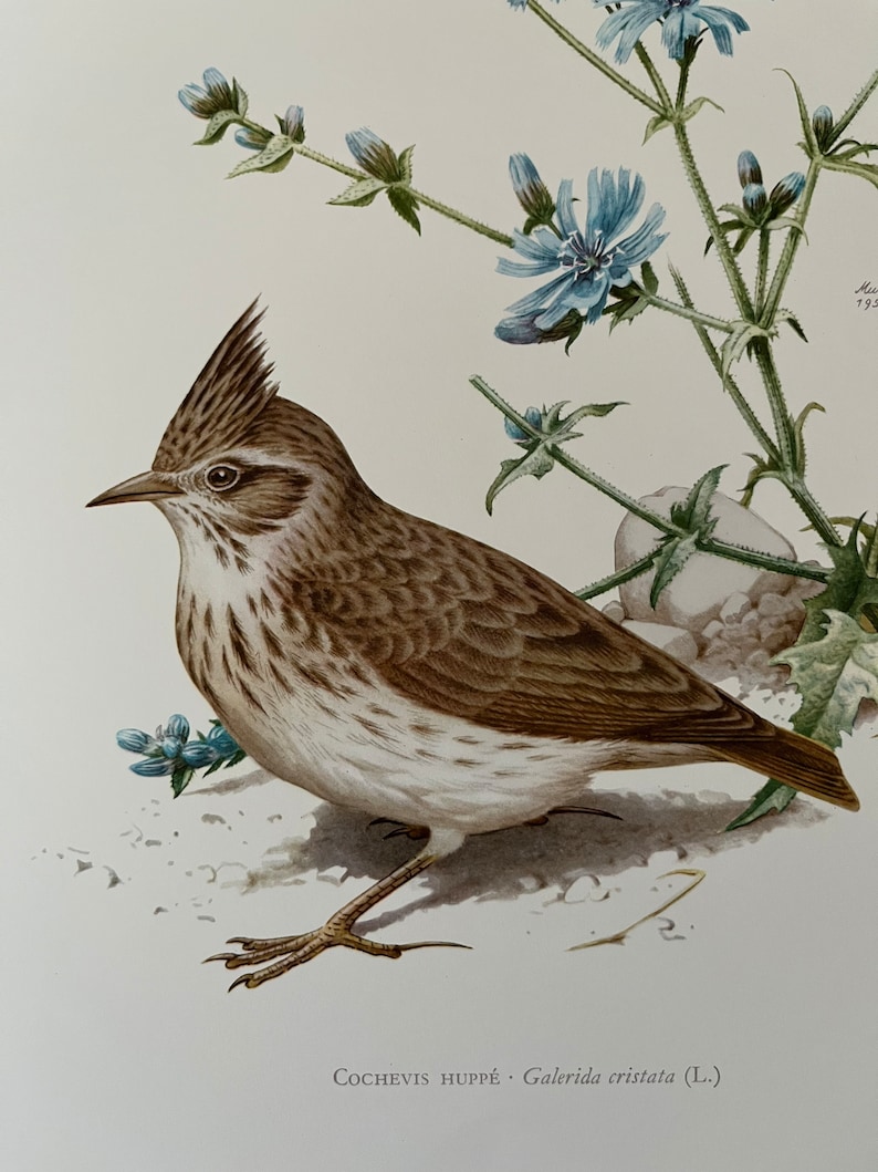 1960 Vintage CRESTED LARK Bird Print. Antique Ornithology and - Etsy
