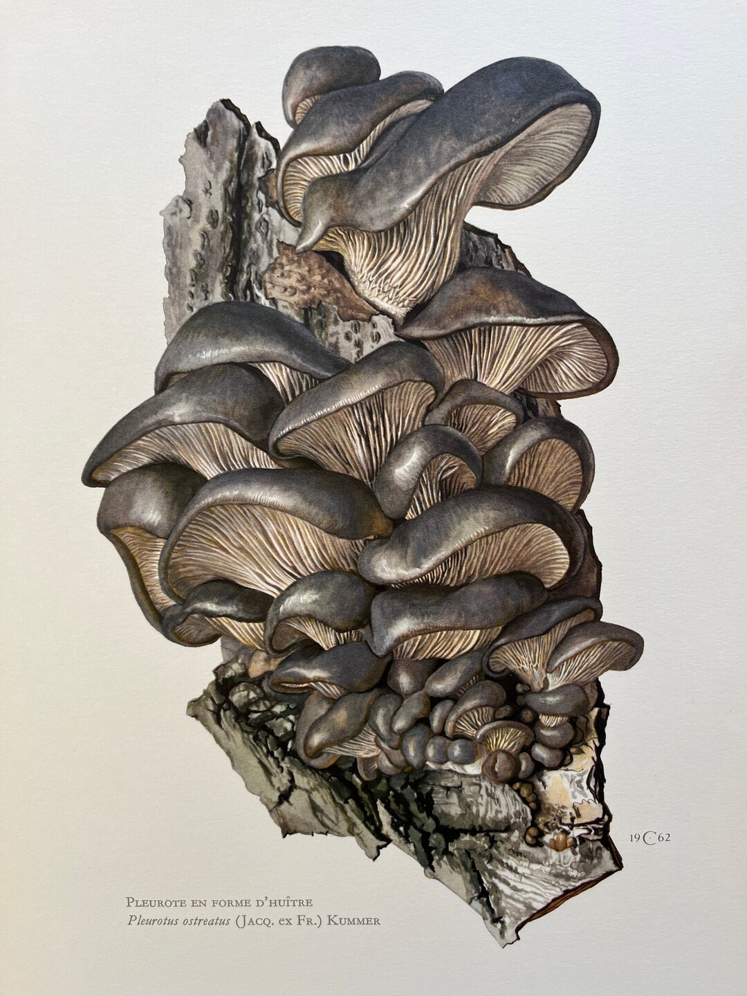 OYSTER Mushroom Print. Antique and Vintage Biology and Nature ...