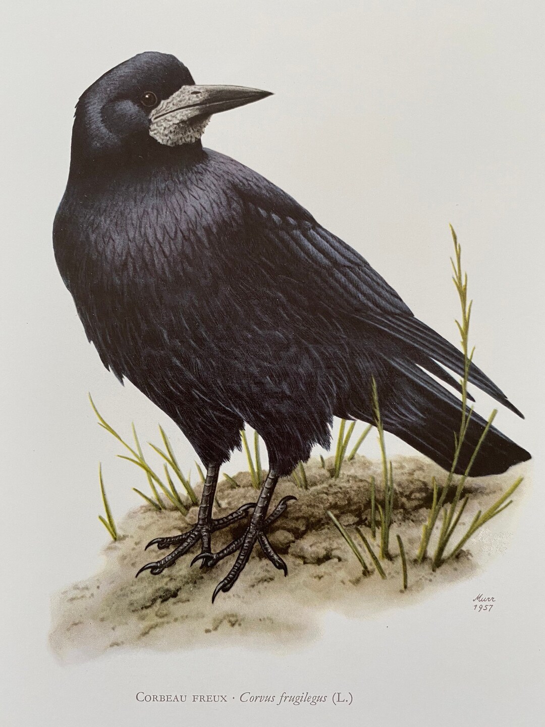 ROOK Bird Print. Antique and Vintage Natural Sciences and Biology Print ...