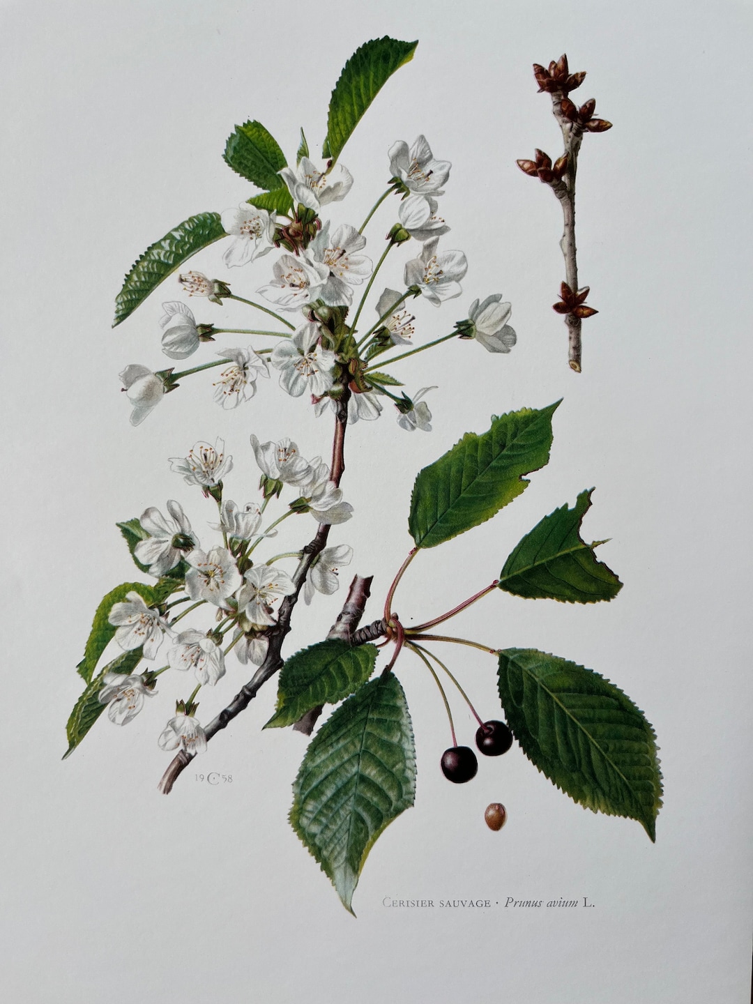 WILD CHERRY Botanical Print. Antique and Vintage Natural Sciences and ...