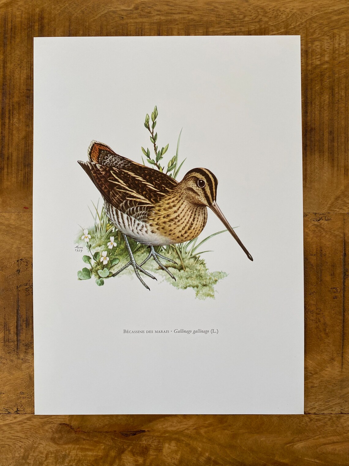 Vintage Common Snipe Bird Print, 1960s French Ornithology Wall Art - Etsy