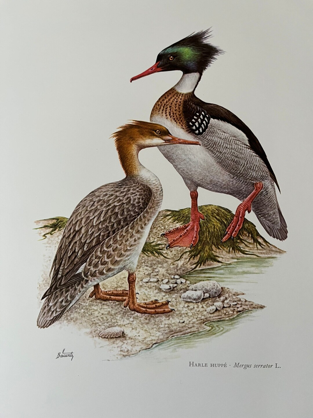 1960 Vintage RED-BREASTED MERGANSER Bird Print. Antique - Etsy