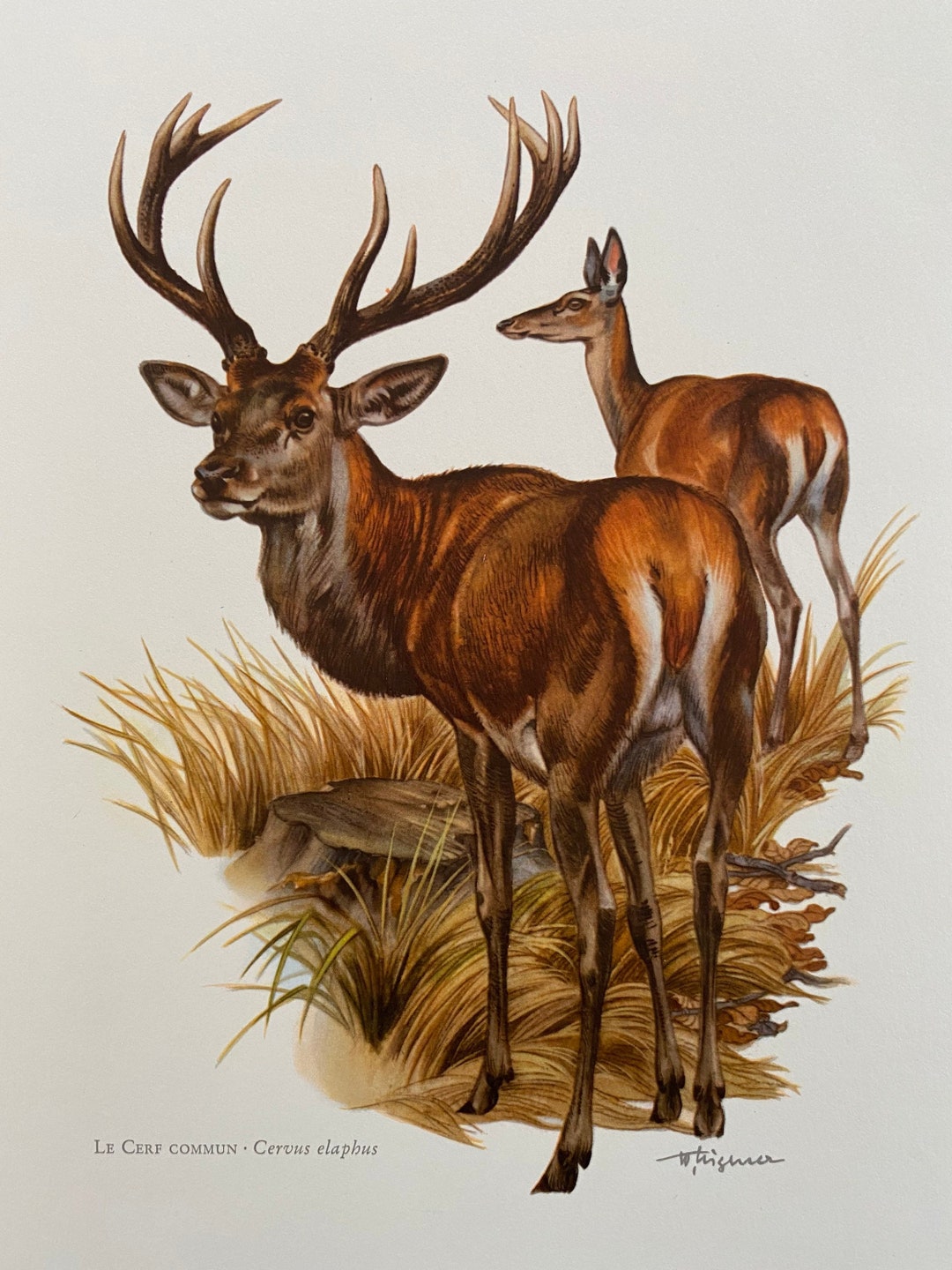 RED DEER Animal Print. Antique and Vintage Zoology and Biology ...