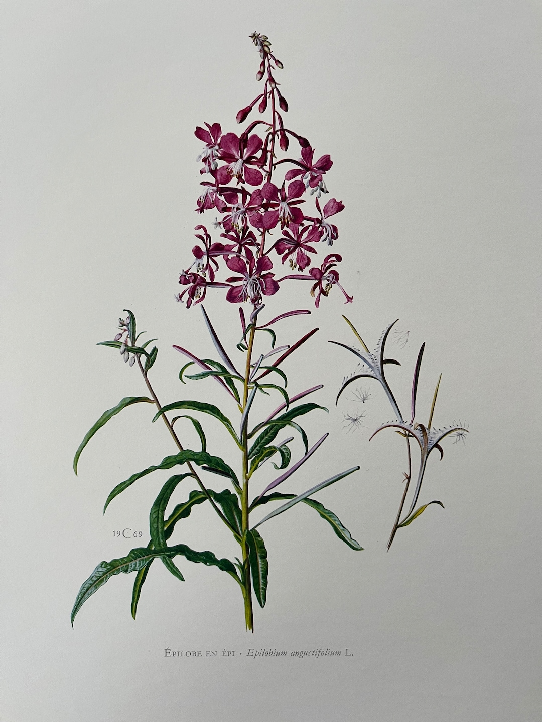 1960 Vintage FIREWEED Botanical Print. Antique Natural Sciences and ...