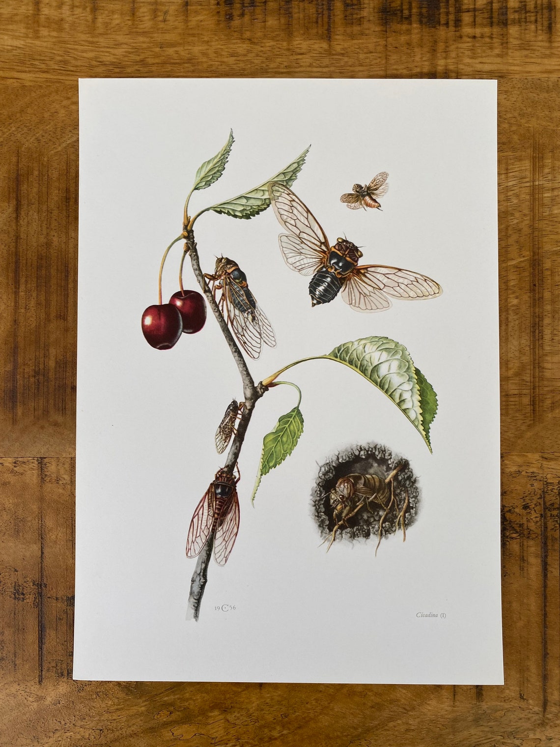 Cicada Entomology Print, Vintage Bug Illustration, Natural History Wall ...