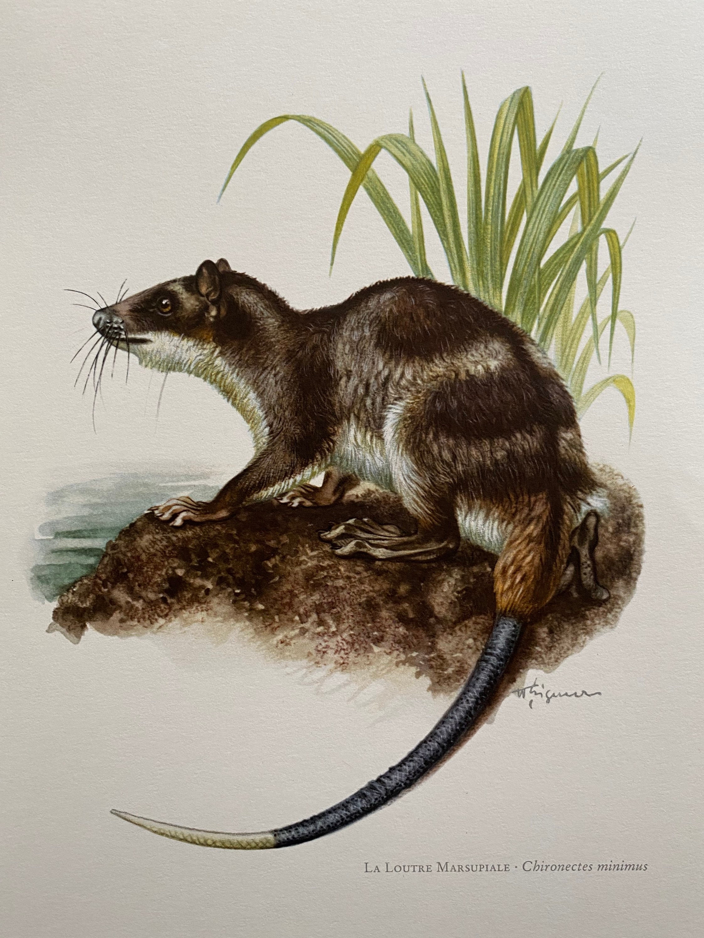 Water Opossum
