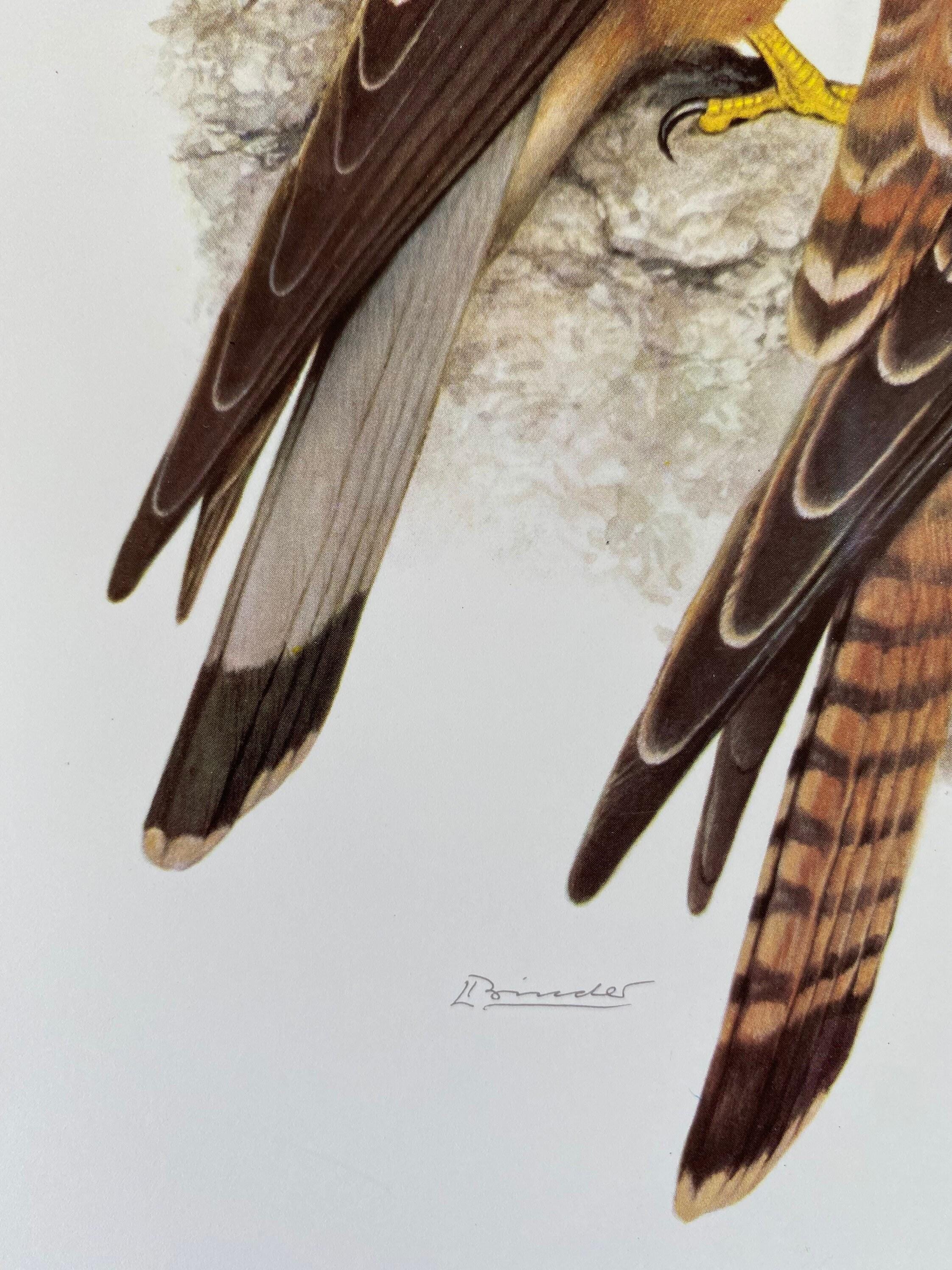 Vintage Kestrel Bird Print, Natural History Wall Art - Etsy