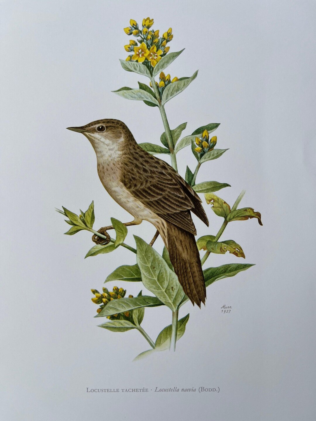 Vintage Grasshopper Warbler Print, 1960s Ornithology Illustration - Etsy