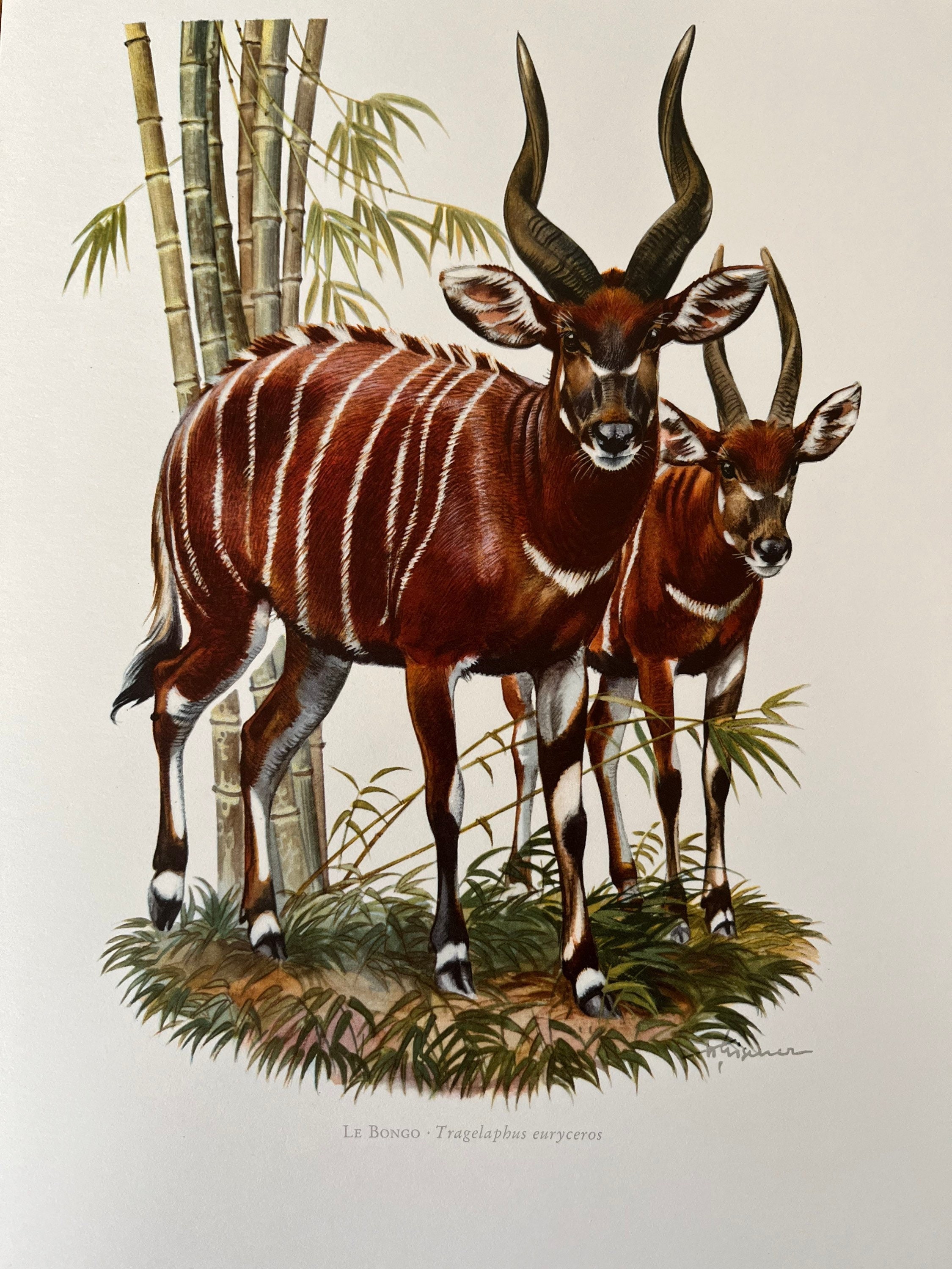 Bongo Animal Drawing