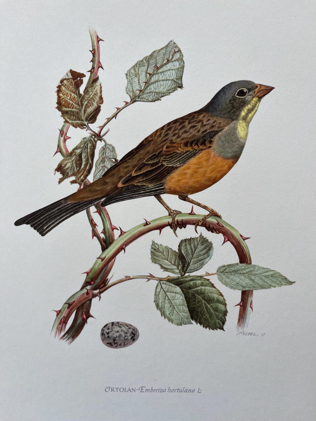 1955 Ortolan Bunting Bird Print, Vintage Ornithology Lithograph - Etsy