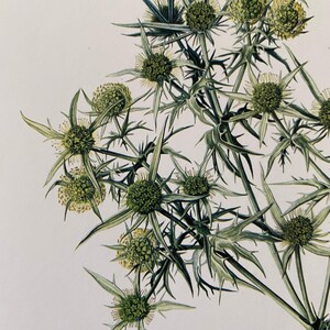 Watling Street Thistle Botanical Print. Antique and Vintage Natural ...