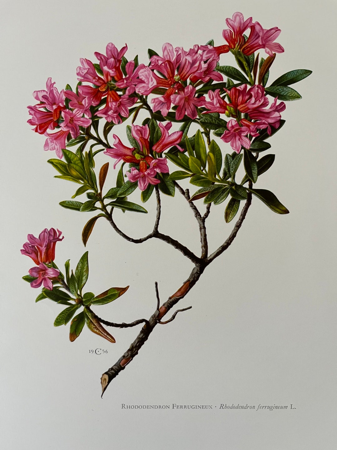 ALPENROSE Botanical Print. Antique and Vintage Natural Sciences and ...