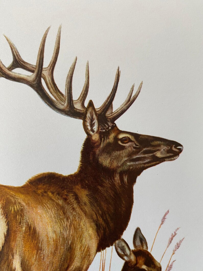 Vintage Elk Print, 1960s Zoology Lithograph, Wildlife Illustration - Etsy