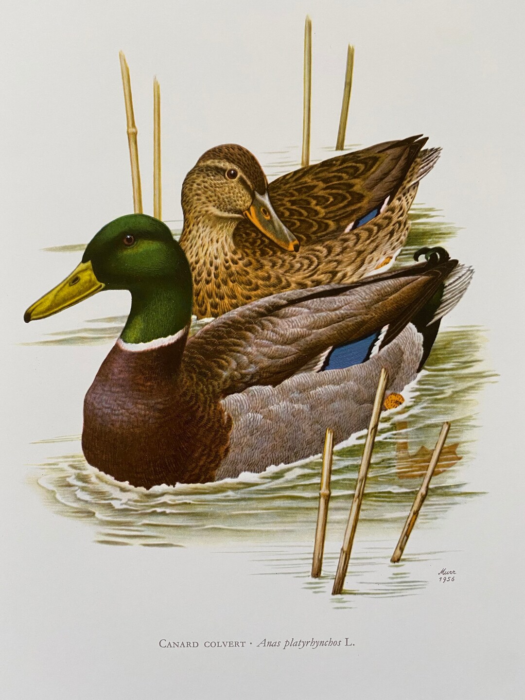 MALLARD / WILD DUCK Bird Print. Antique and Vintage Natural Sciences ...