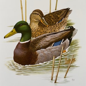 MALLARD / WILD DUCK Bird Print. Antique and Vintage Natural Sciences ...