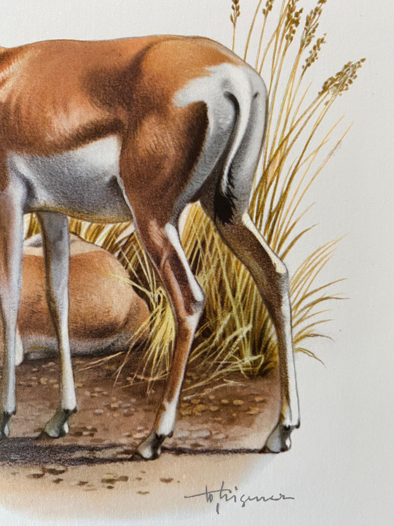 GRANT’S GAZELLE Animal Print. Antique and Vintage Zoology and Biology ...