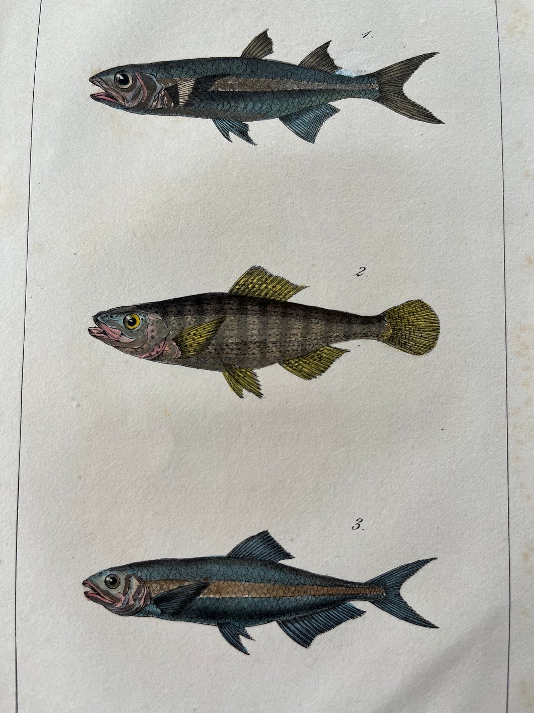 Antique Anchovy Fish Print, Hand-colored Natural History Bookplate - Etsy