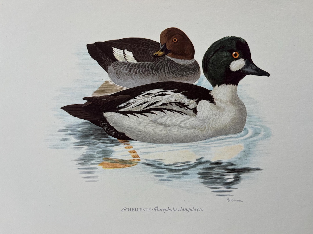 1955 Vintage COMMON GOLDENEYE Duck Bird Print. Antique Ornithology and ...