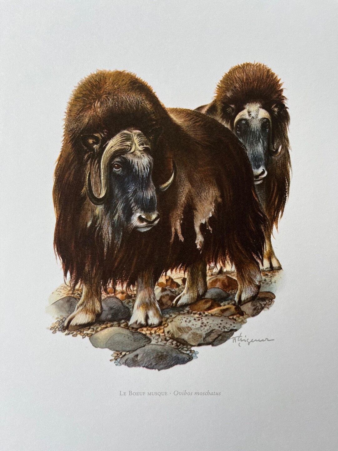 Musk Ox Animal Print. Antique and Vintage Natural Sciences and Zoology ...