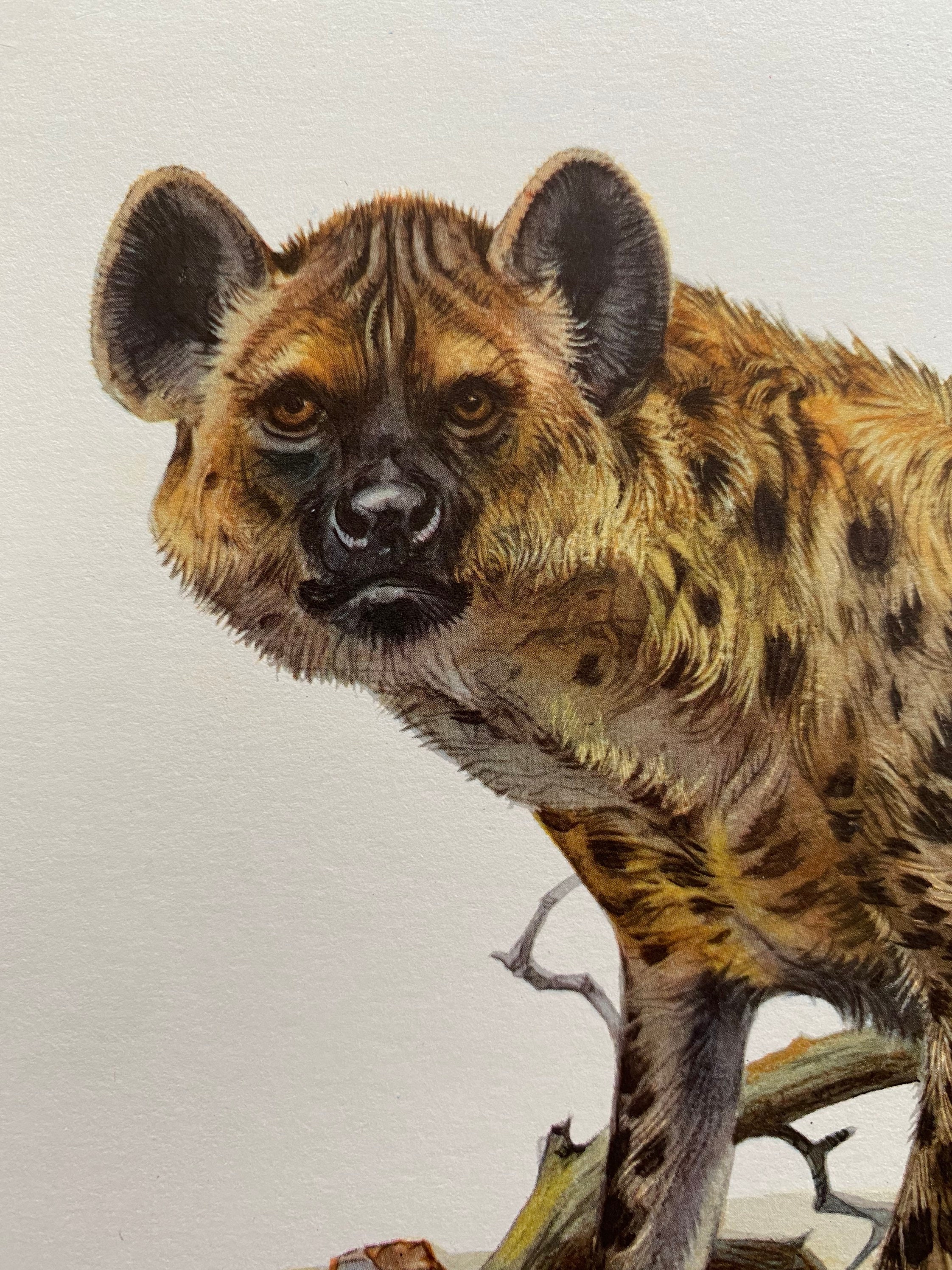 Pet Spotted Hyena
