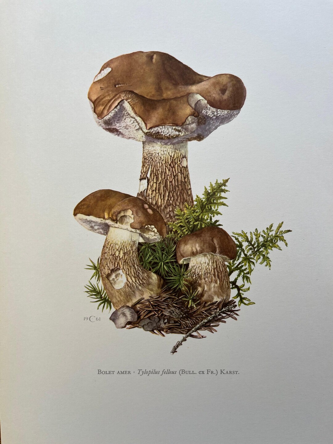 Bitter Bolete Mushroom Print. Antique and Vintage Biology and Nature ...