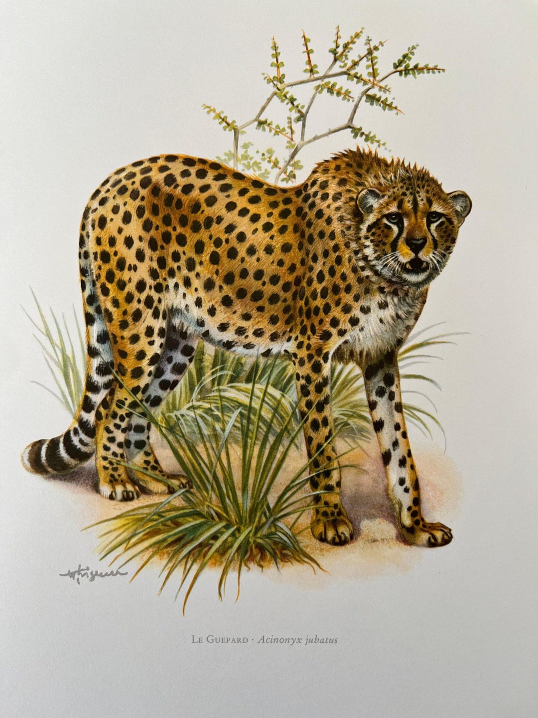 Cheetah Animal Print. Antique and Vintage Zoology and Biology ...