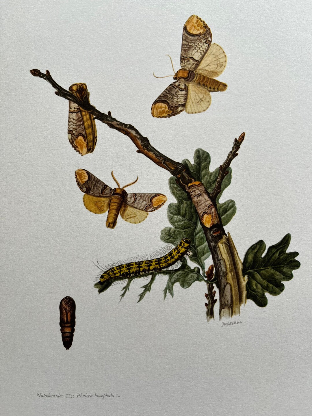Buff-tip Moth Print, Vintage Zoology Lithograph, Entomology Art - Etsy
