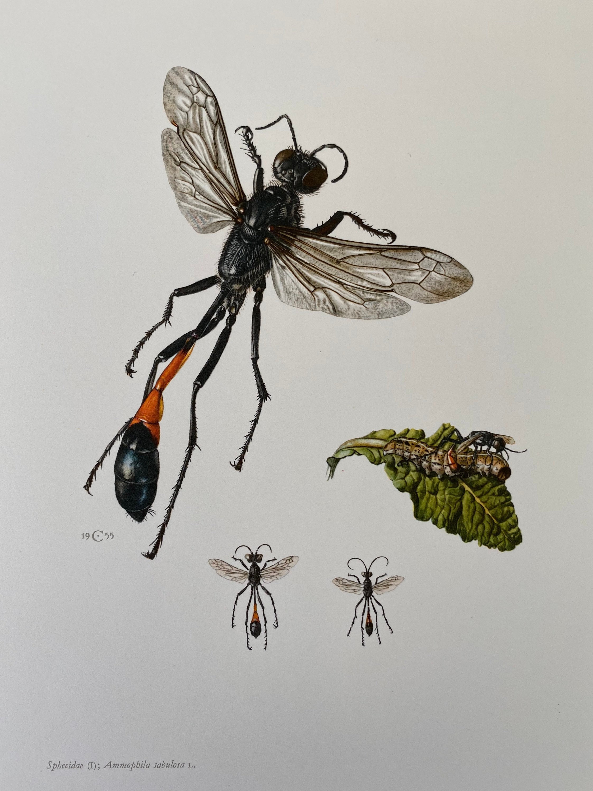 Wasp Scientific Illustration