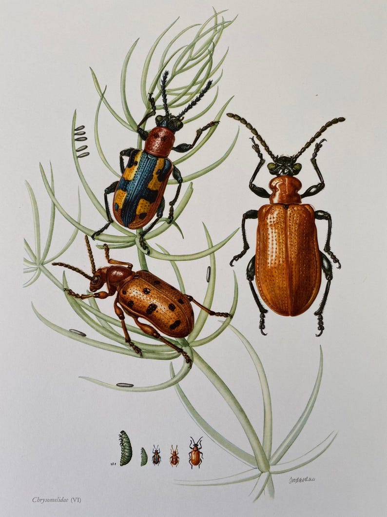 Entomology Print: 1960s Leaf Beetles Illustration, Natural History Wall ...