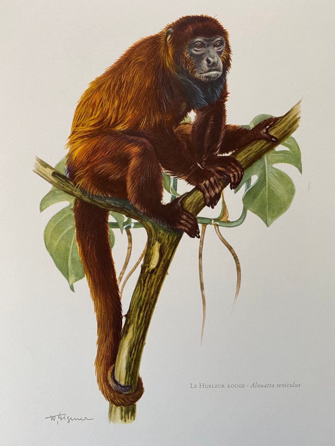 RED HOWLER MONKEY Animal Print. Antique and Vintage Zoology and Biology ...