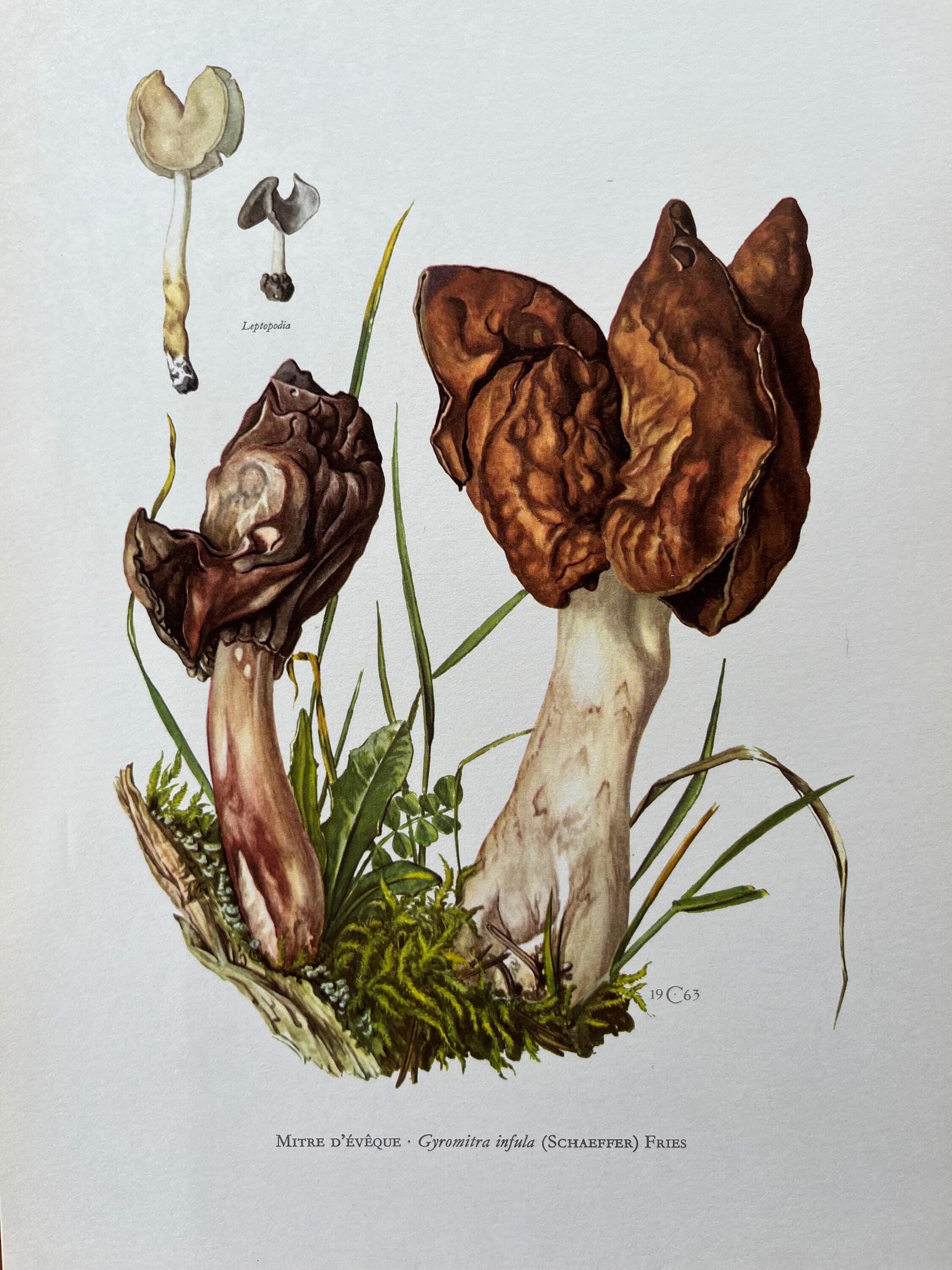 Vintage Morel Mushroom Print, 1960s Biology Illustration - Etsy