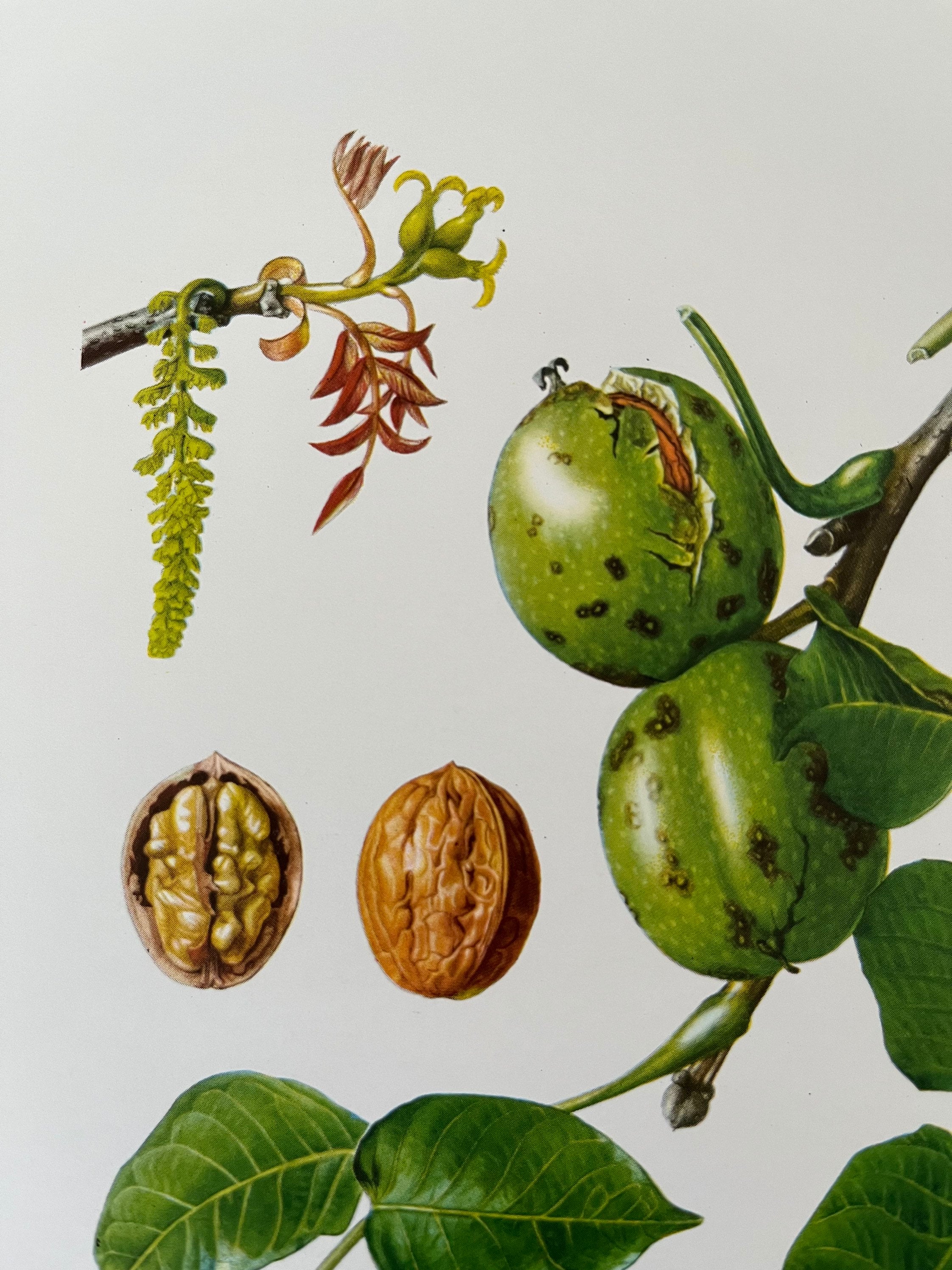 English Walnut Botanical Print, Vintage Natural Science Illustration - Etsy