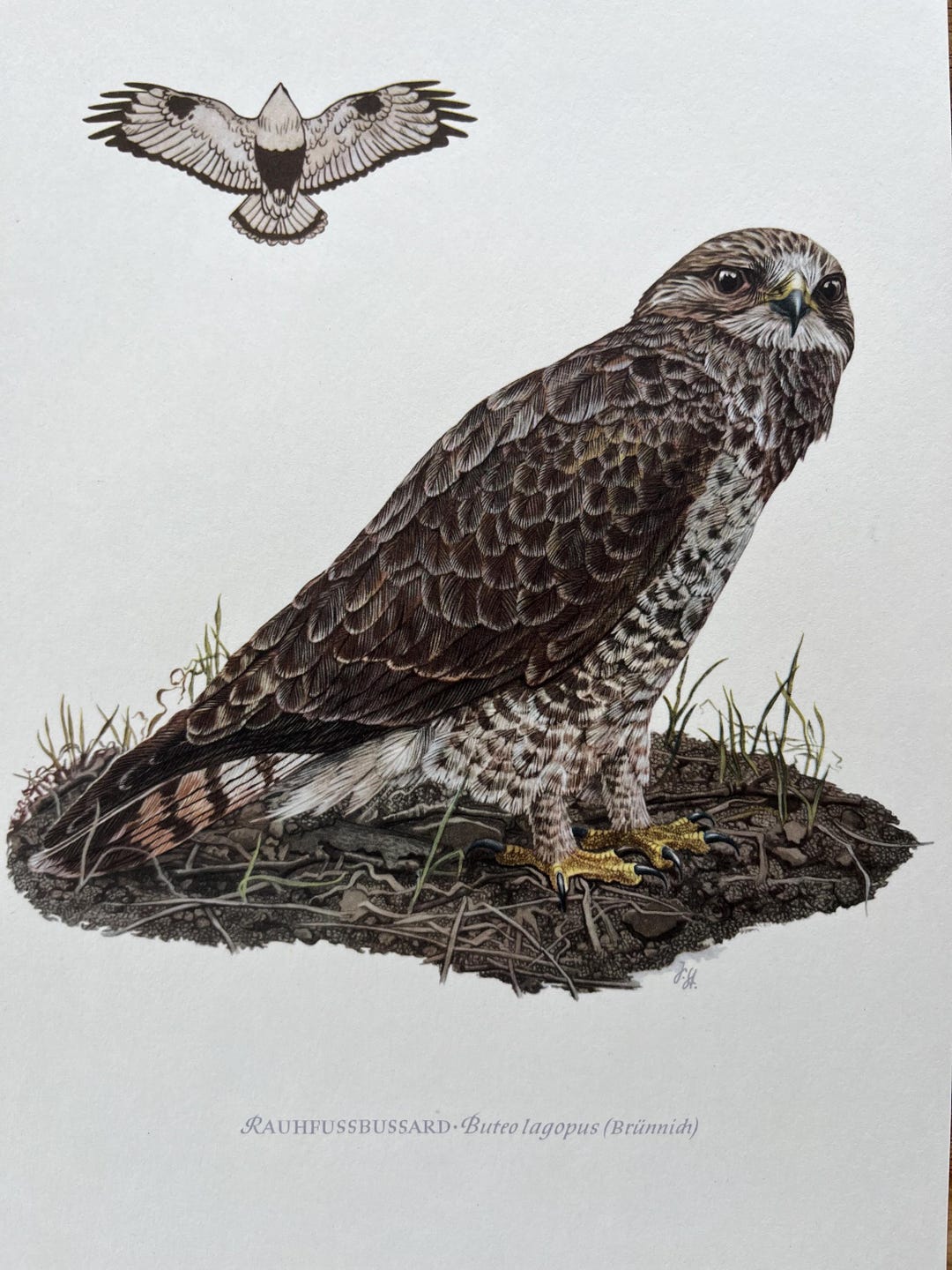 1955 Rough-legged Buzzard Print, Antique Ornithology Lithograph - Etsy