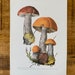 ORANGE BIRCH BOLETE Mushroom Print. Antique Biology and Nature ...