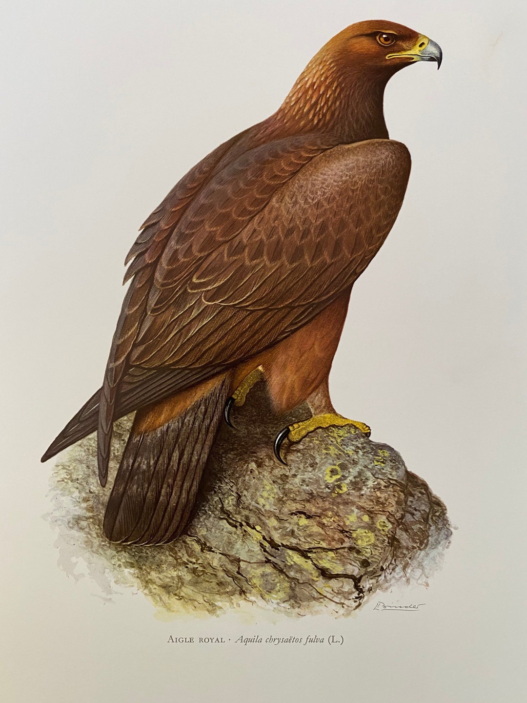 GOLDEN EAGLE Bird Print. Antique and Vintage Ornithology and Biology ...