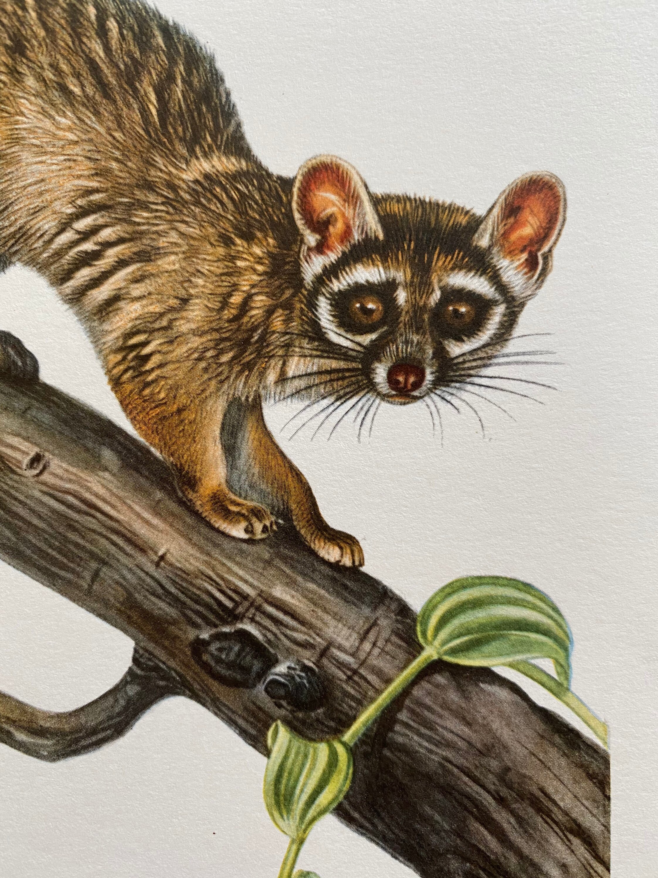 RINGTAIL CAT Animal Print. Antique and Vintage Zoology and Biology ...